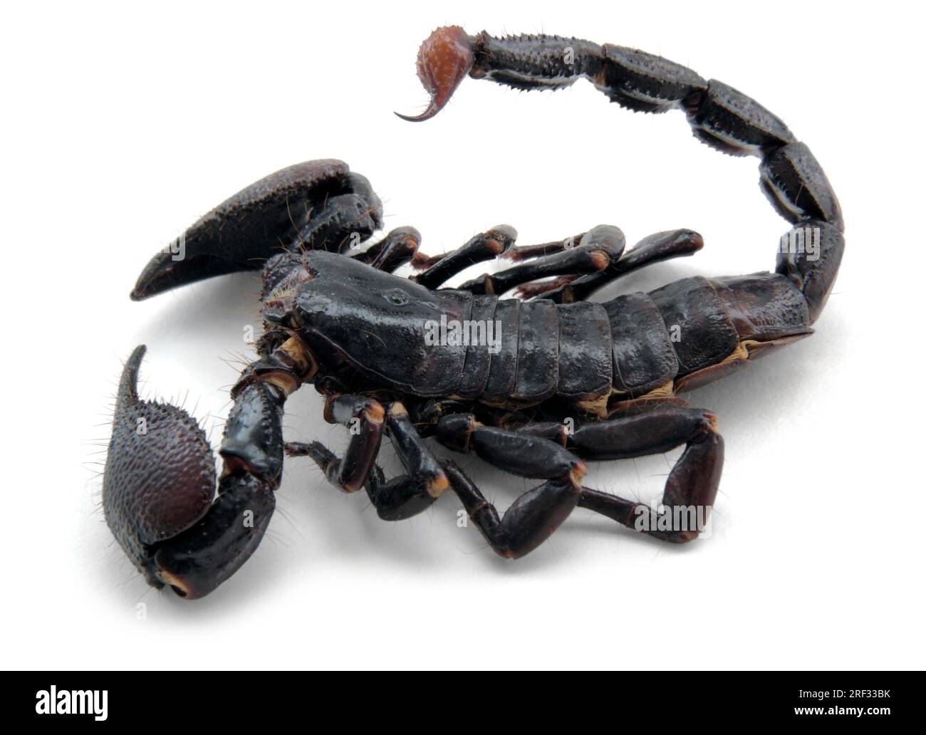 Evolution of photography Cut Out Stock Images & Pictures - Alamy