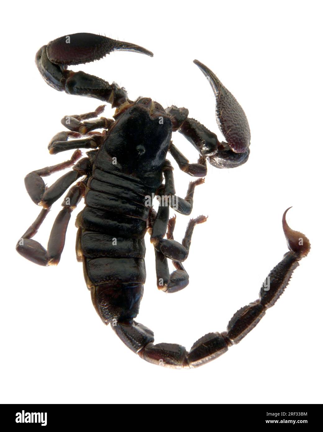 studio photography of a Pandinus Imperator seen from above isolated on ...