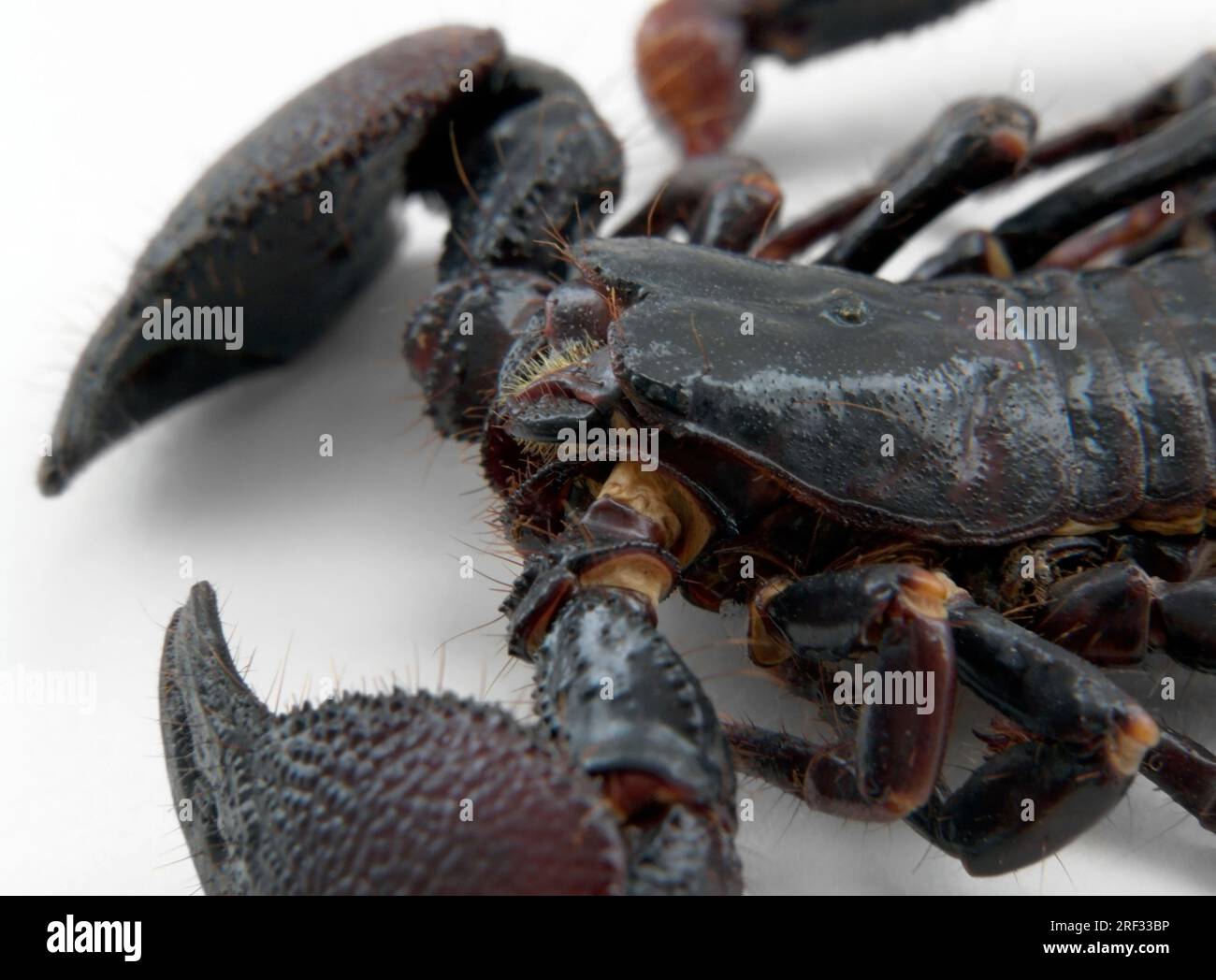 studio photography of a Pandinus Imperator detail in light back Stock ...