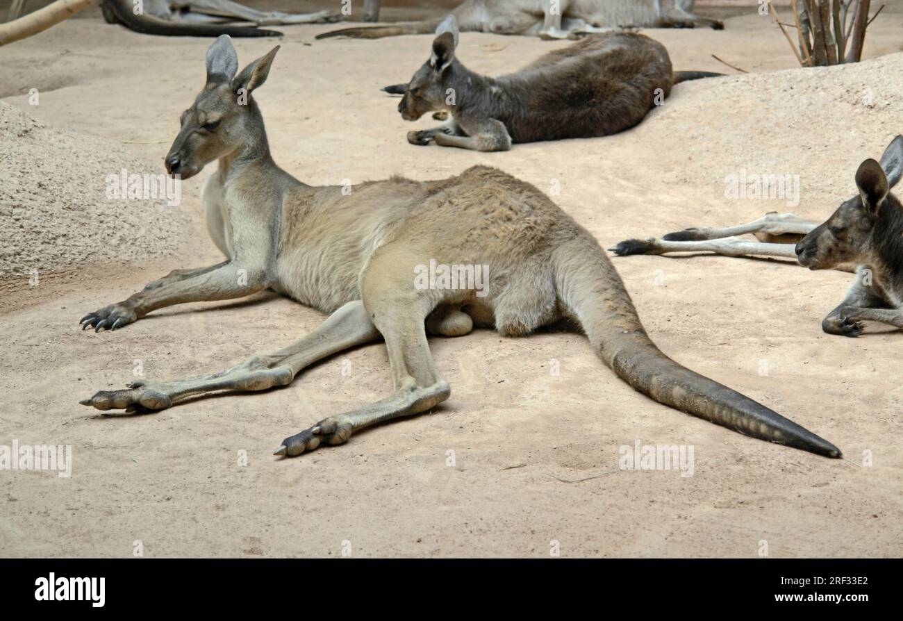some kangaroos resting on the ground in sandy gravel anbiance Stock ...