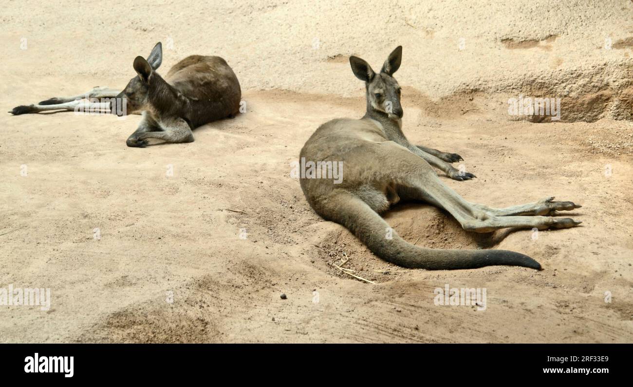 some kangaroos resting on the ground in sandy gravel anbiance Stock ...