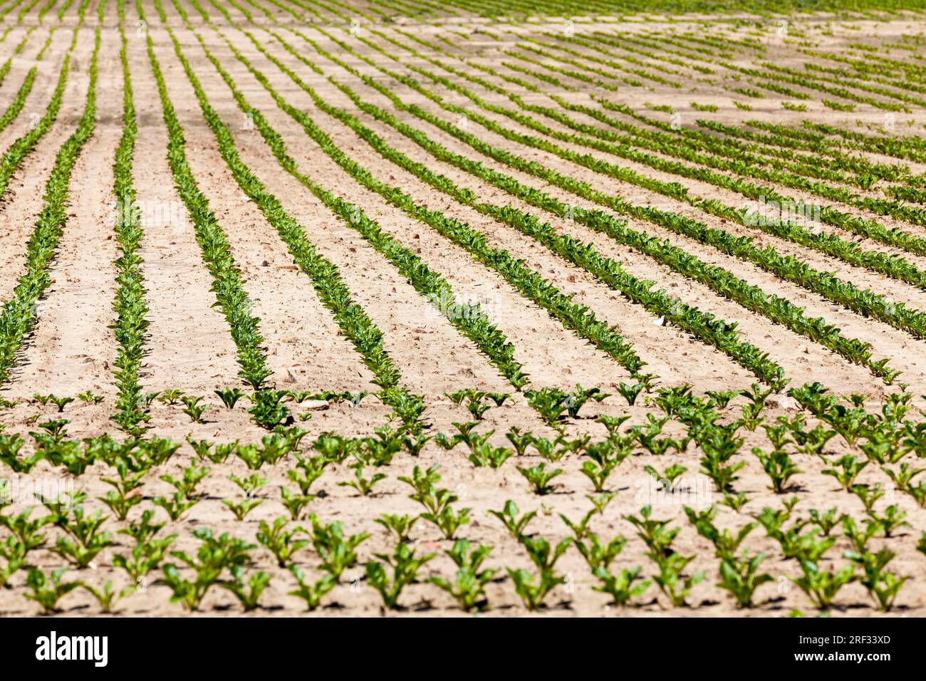 beets in the agricultural field, agriculture as a type of activity and ...