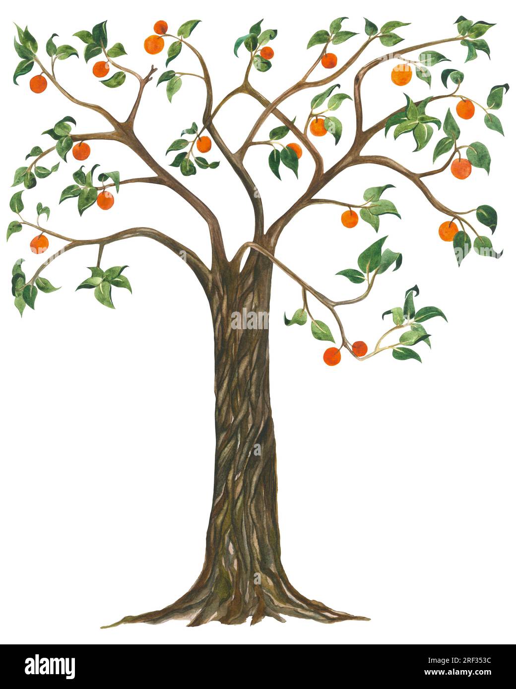 Watercolor illustration of a branchy orange tree with green leaves and a square crown. Made by ...
