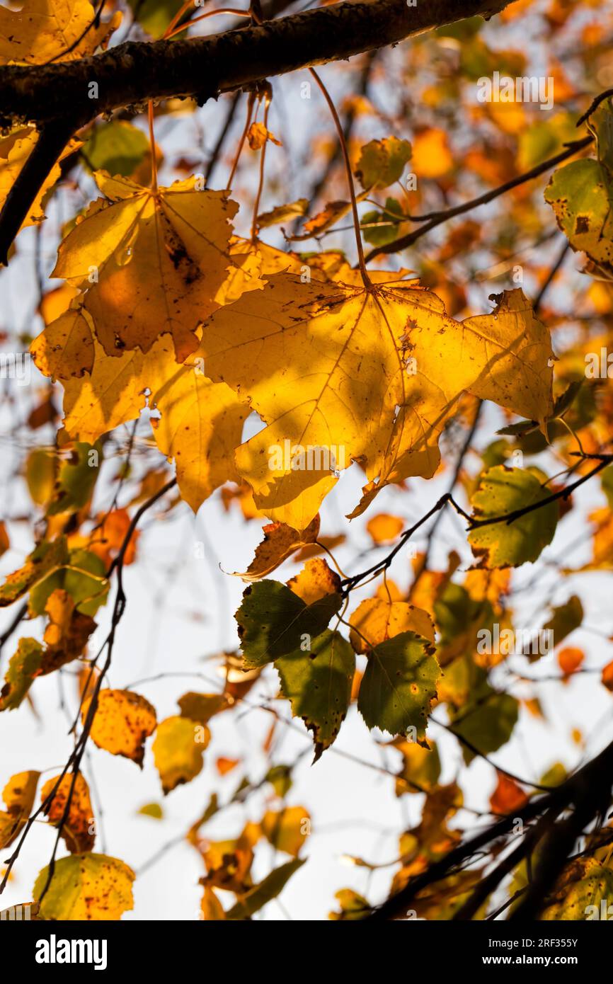 deciduous birch trees in the autumn season during leaf fall, birch ...