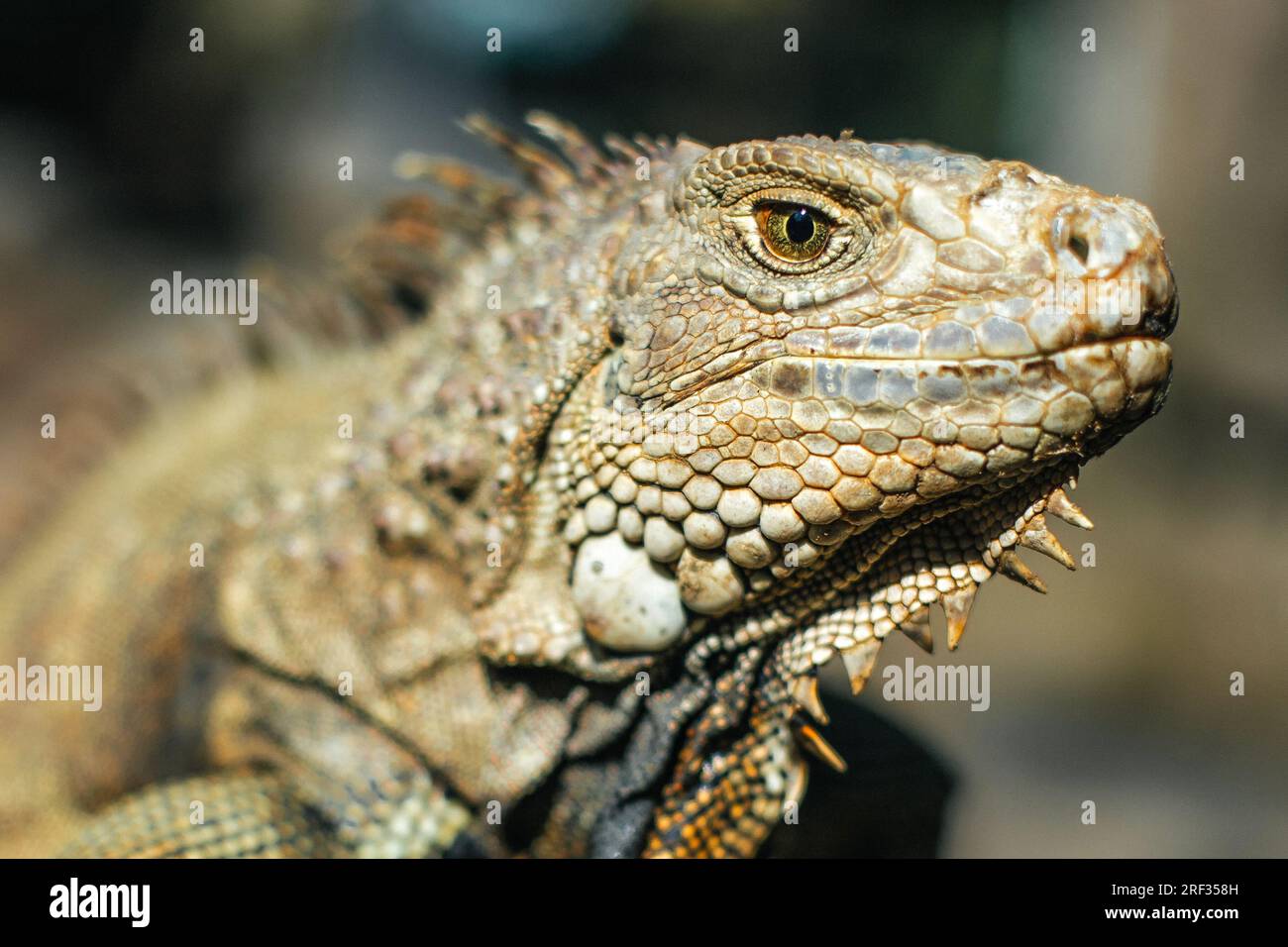 Iguana in the zoo hi-res stock photography and images - Alamy
