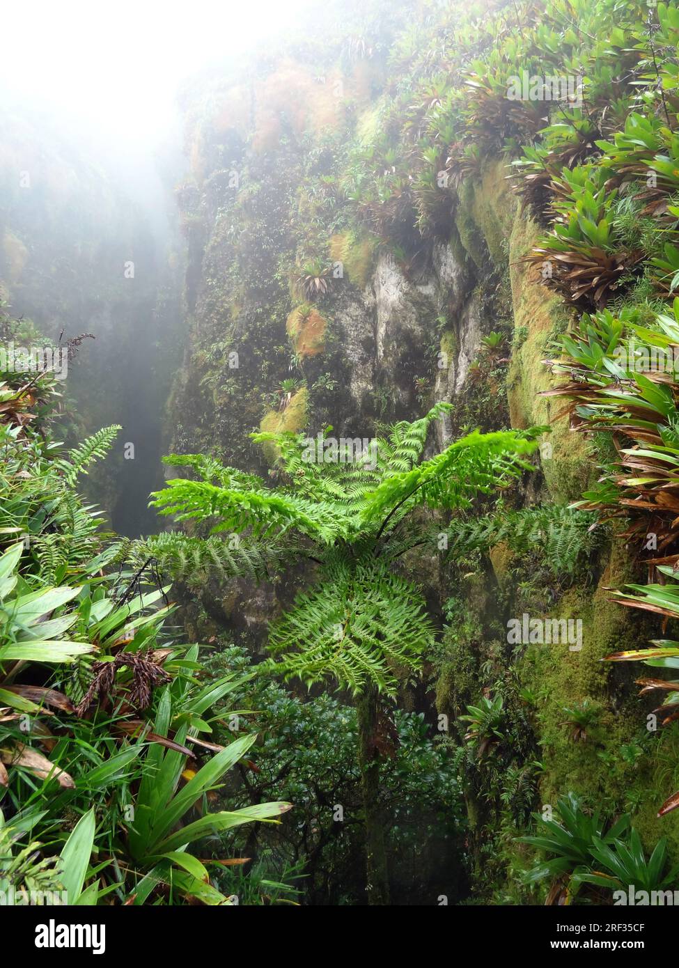 misty scenery including exotic vegetation on a caribbean island named ...