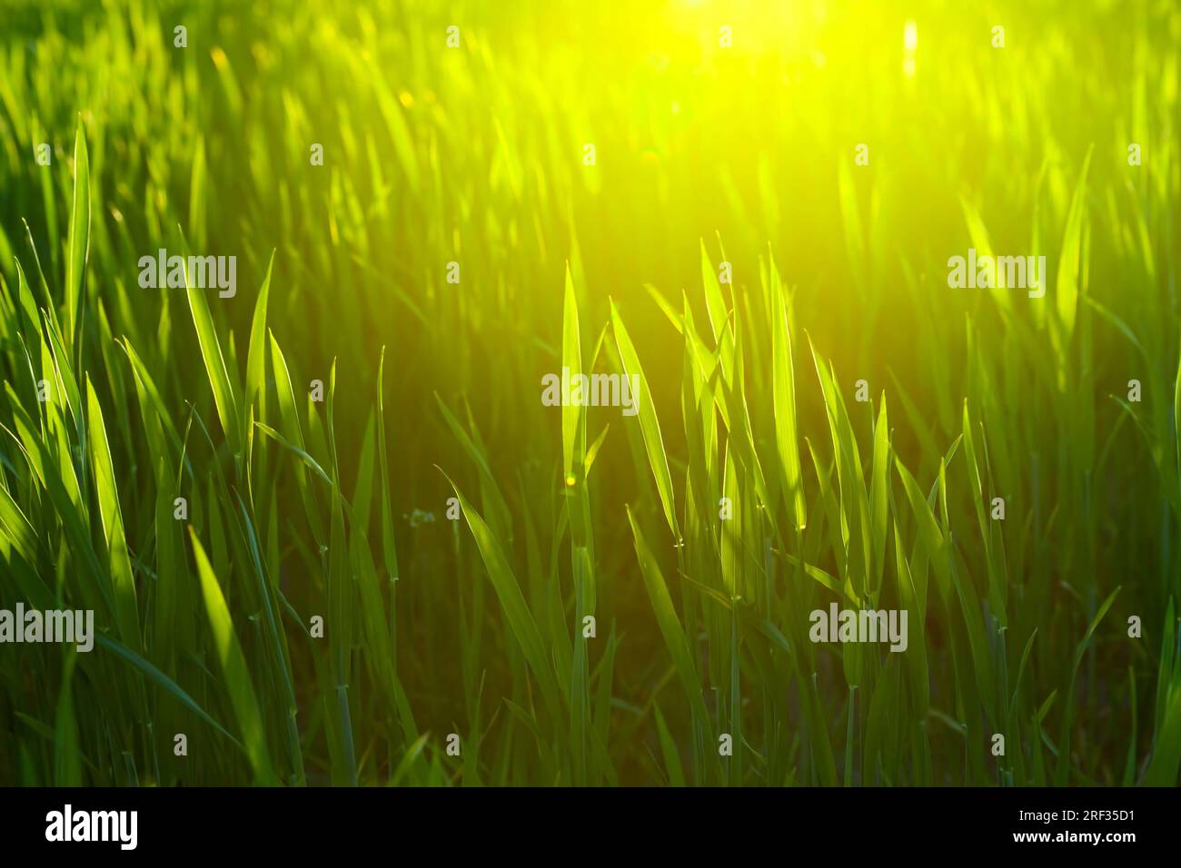 agriculture in rural areas to obtain a harvest of natural food, organic ...