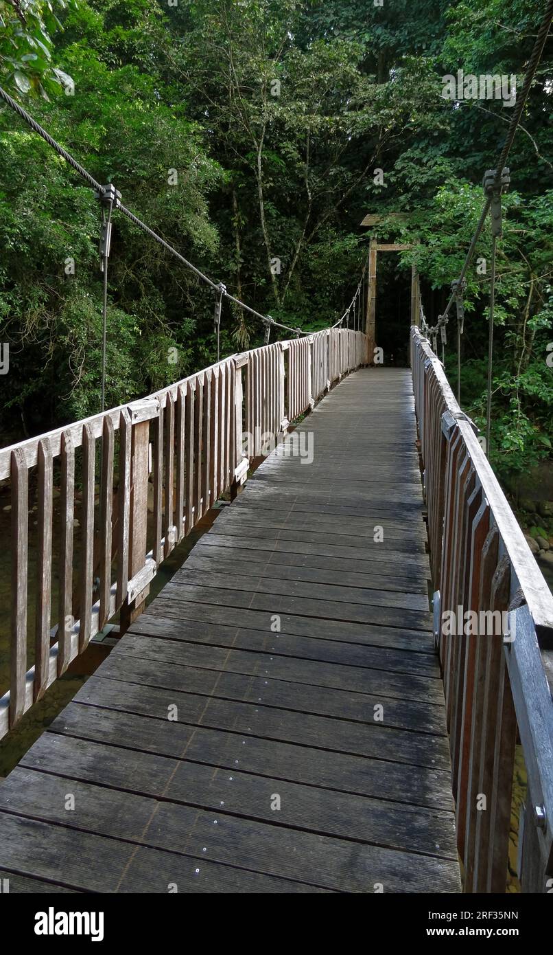 wooden bridge in jungle ambiance seen in Guadeloupe (Caribbean, France ...