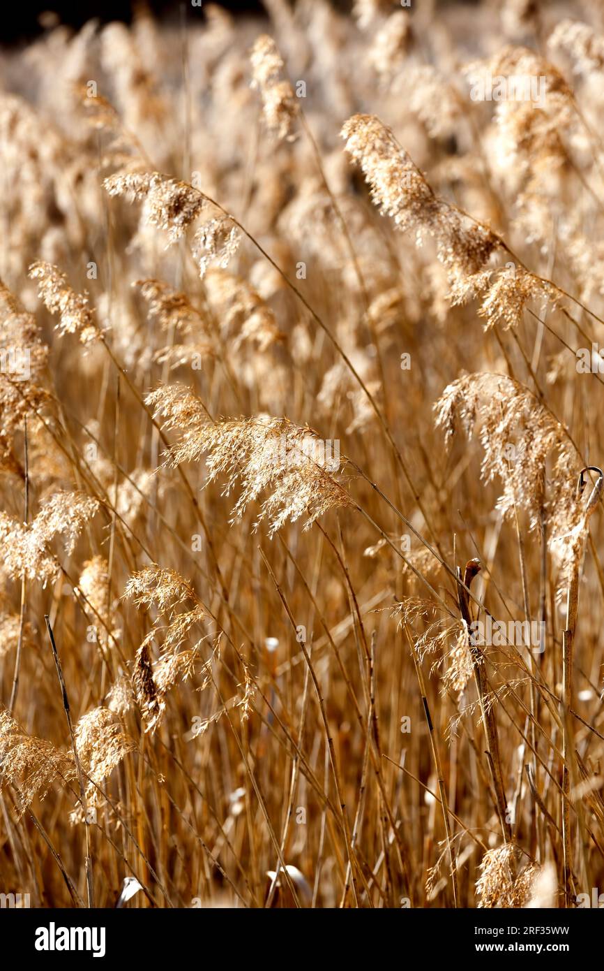 yellow dry grass growing in natural conditions, yellowed grass in ...