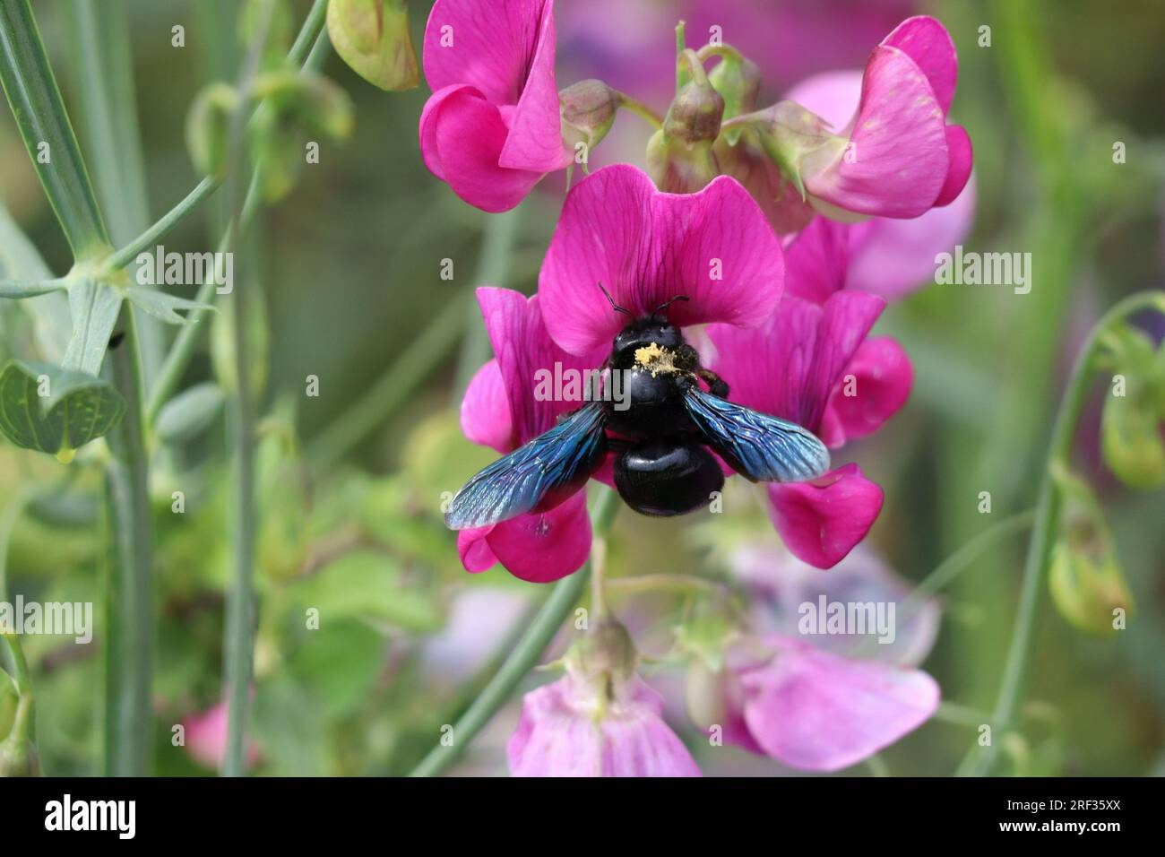 Sweet pea with nectar-laden Carpenter bee Stock Photo - Alamy