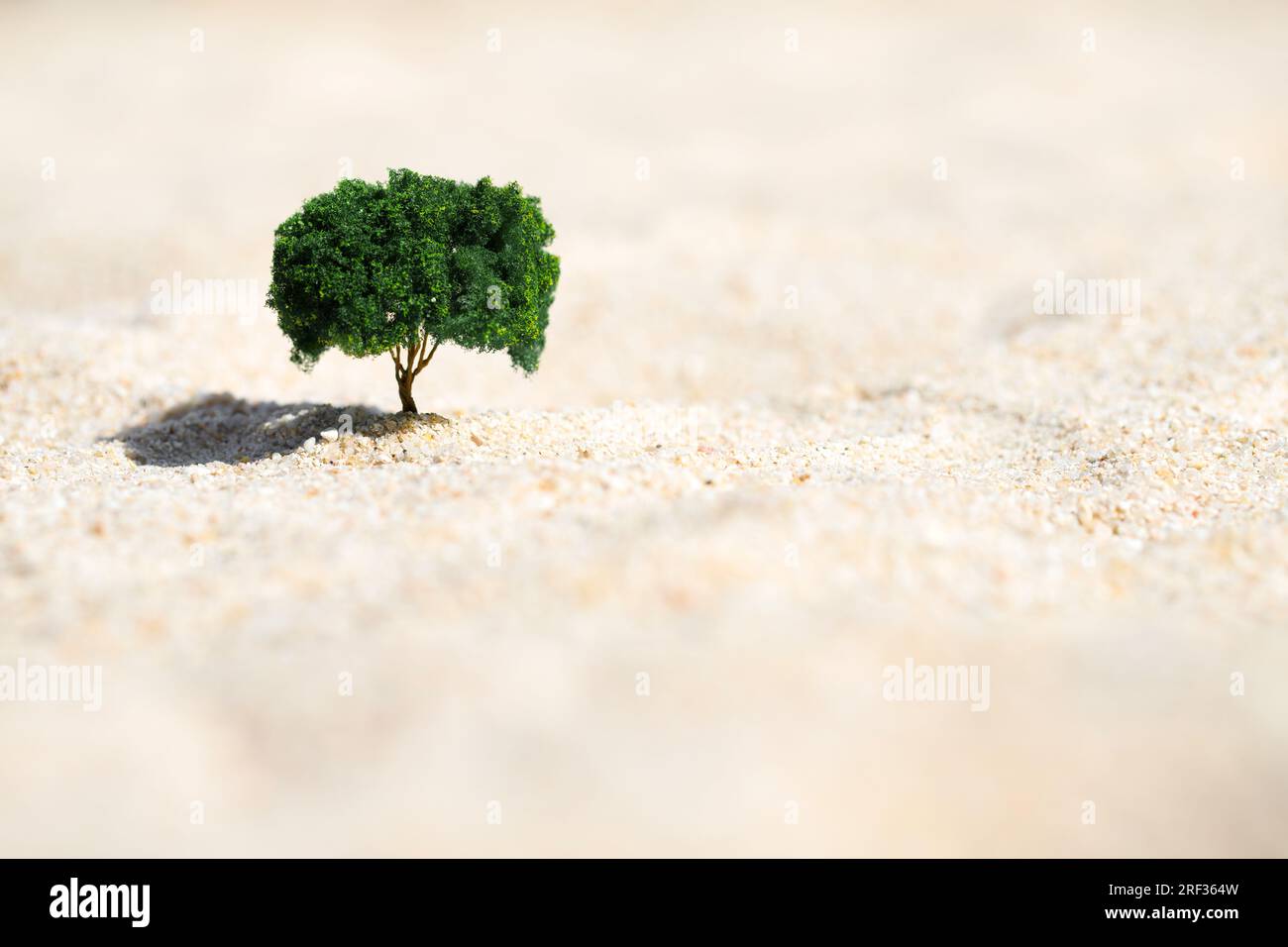 Small tree growing out of the sand in the desert. Concept of survival ...