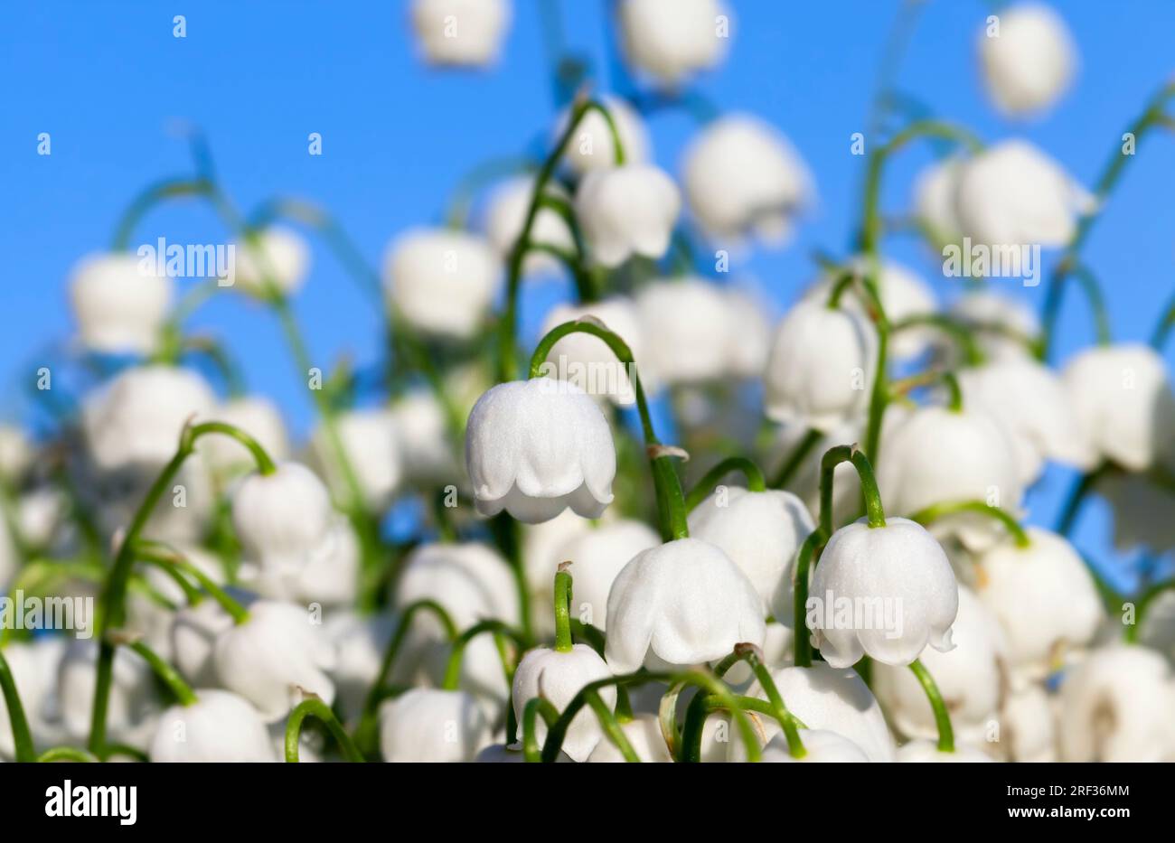 beautiful white lily of the valley flowers in spring, lily of the ...