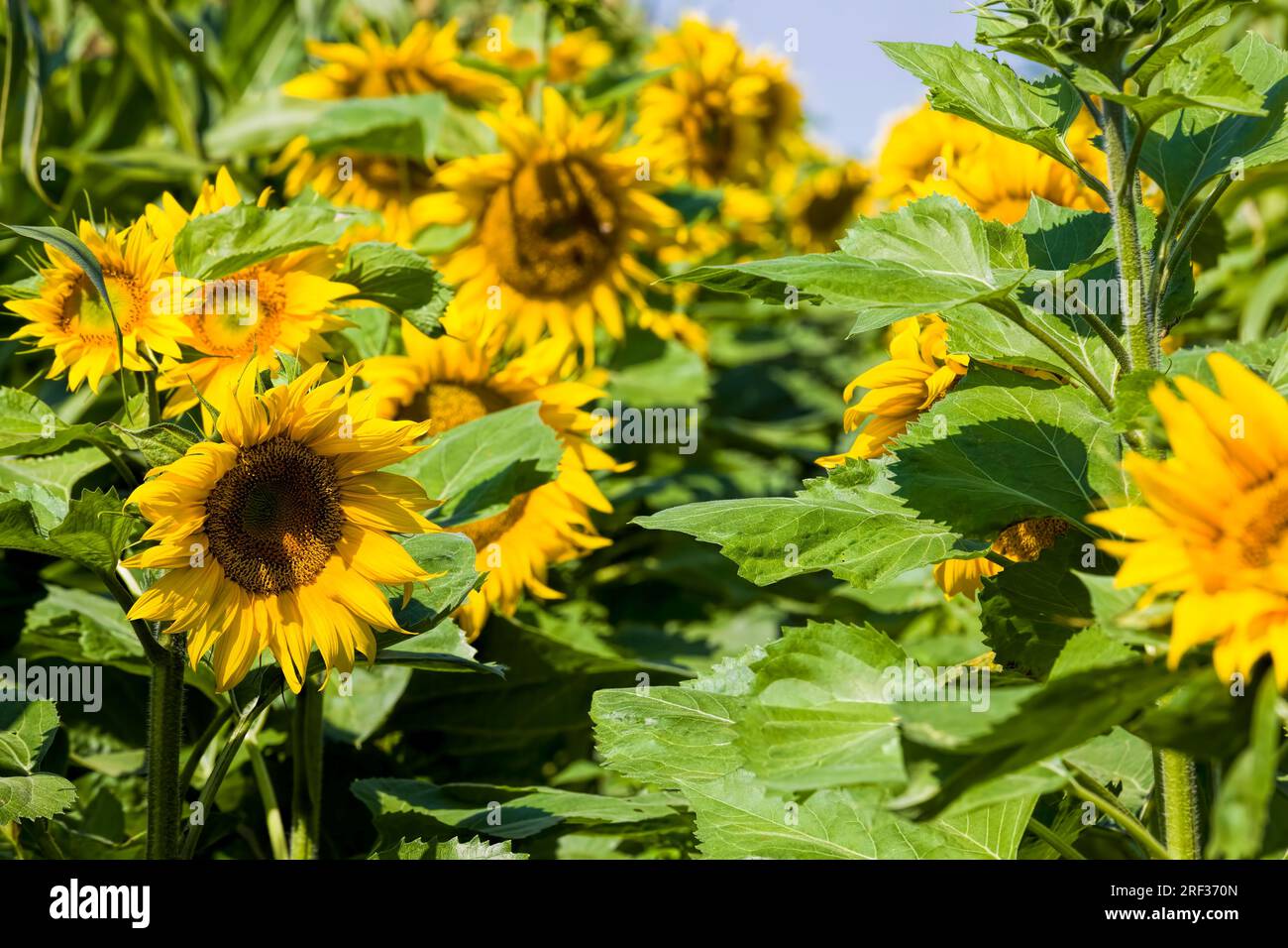 group flower of beautiful yellow annual sunflower in the field, farming ...
