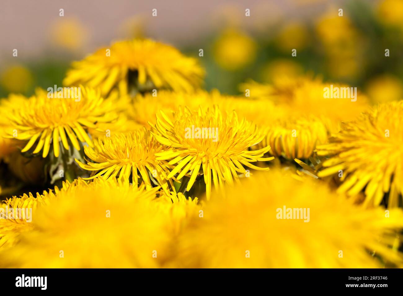 bright yellow blooming dandelions in the field in the spring season ...