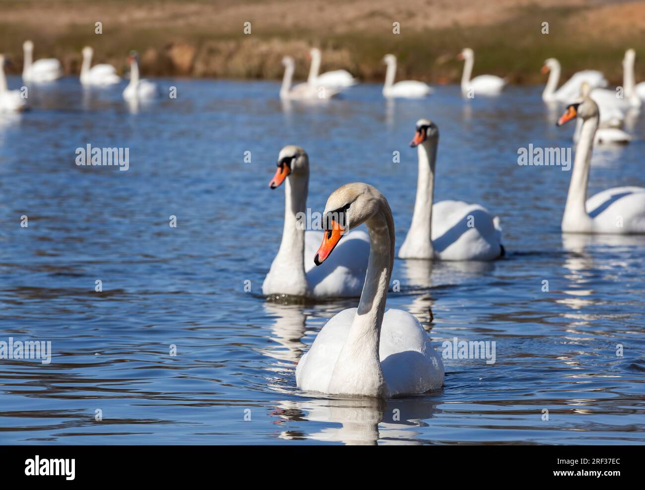 floating on the water a group of white Swan, the spring season birds ...