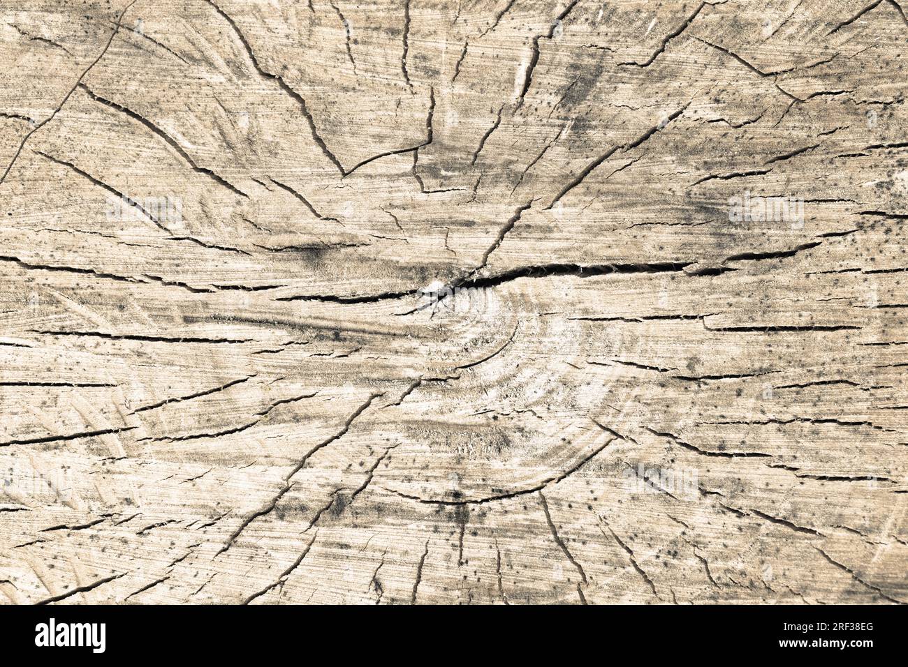 Tree rings old weathered wood texture with the cross section of a cut log Stock Photo - Alamy