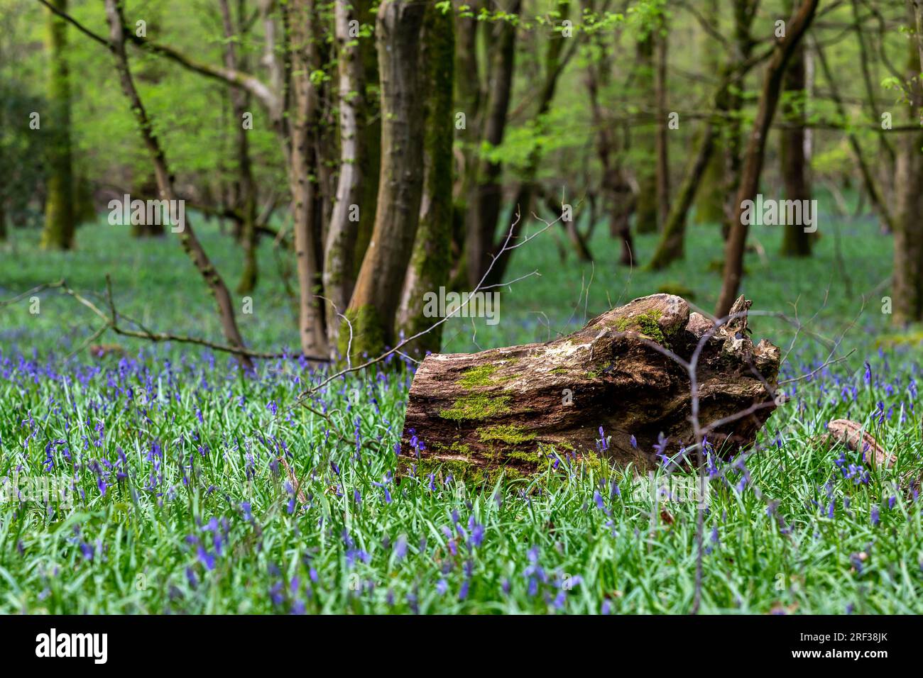 Bluebells starting to bloom in Sussex woodland, with a shallow depth of ...