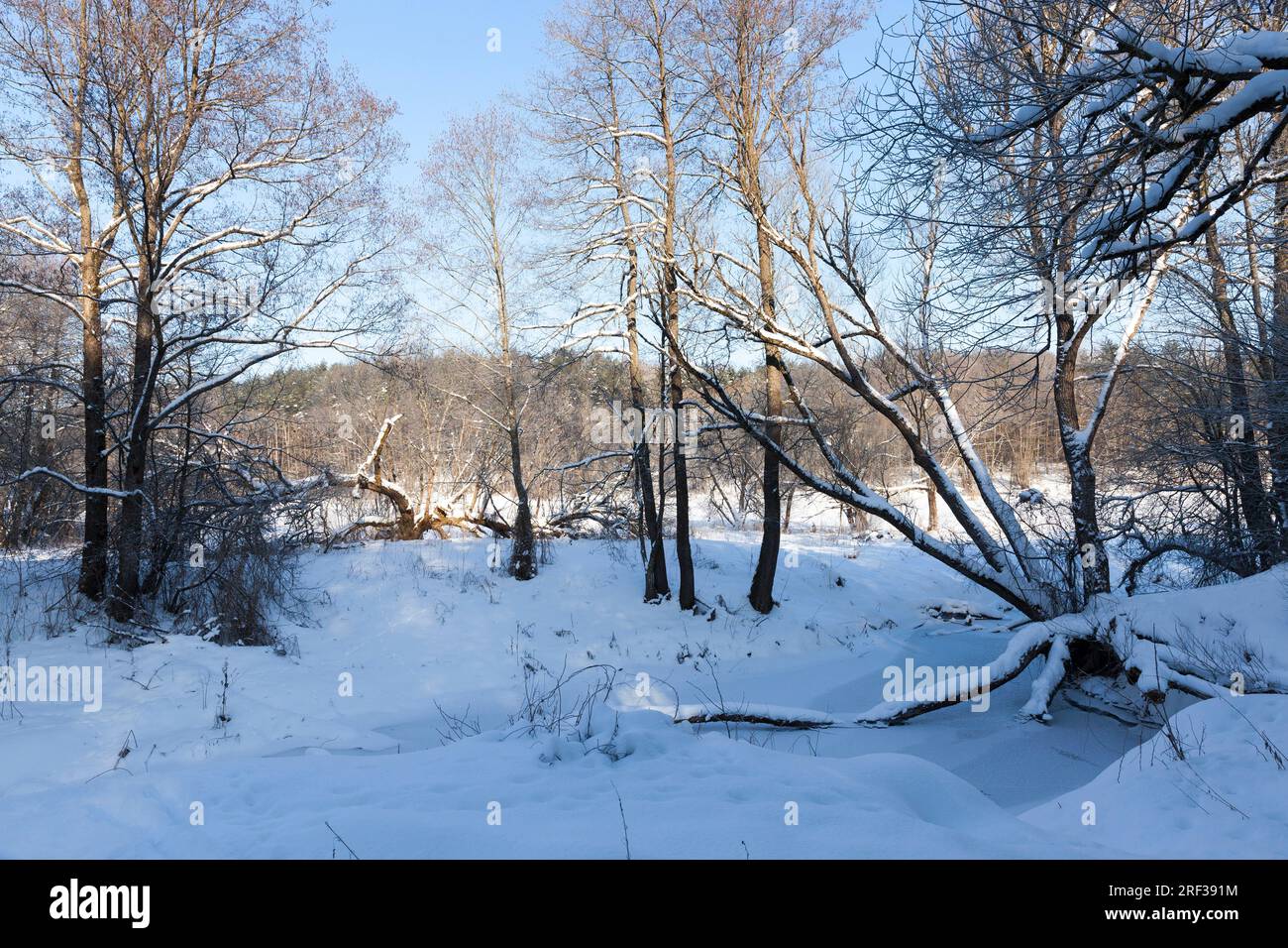 different breeds of deciduous trees without foliage in the winter ...