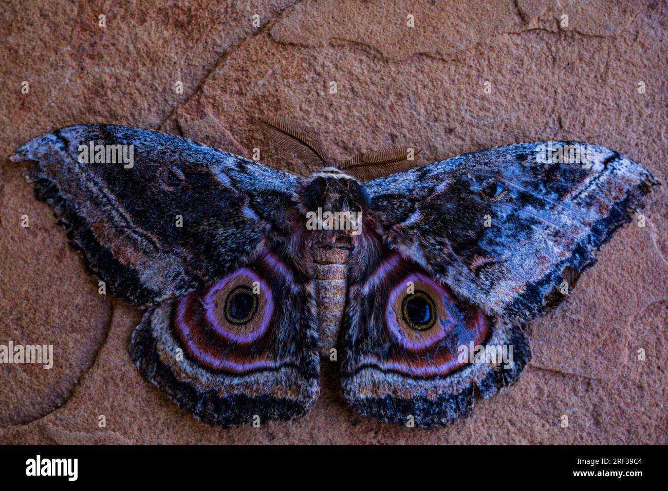 Beautiful Butterfly Month With eyes Spot Mimicryon The Wings Stock ...