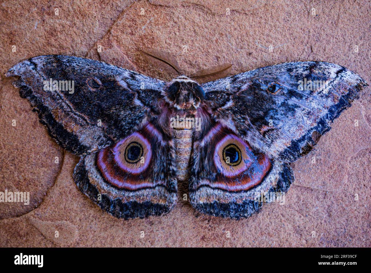 Beautiful Butterfly Month With eyes Spot Mimicryon The Wings Stock ...