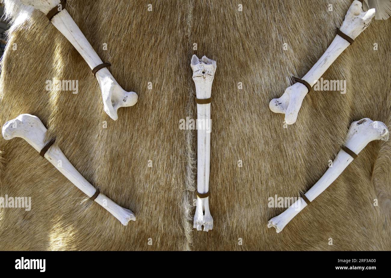 Detail of old dead animal bones, decoration Stock Photo - Alamy