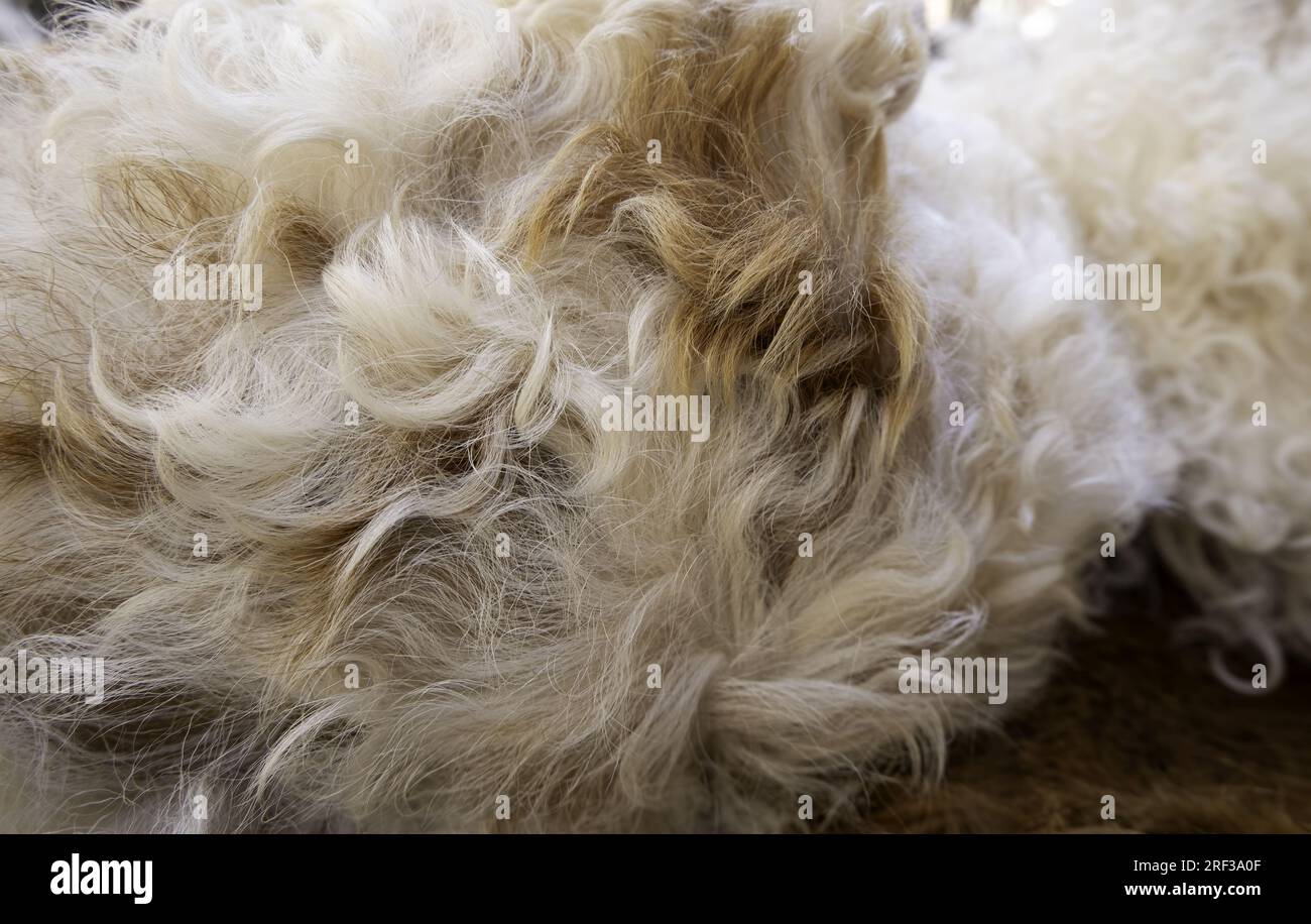 Animal skin detail, artisan tanning Stock Photo - Alamy