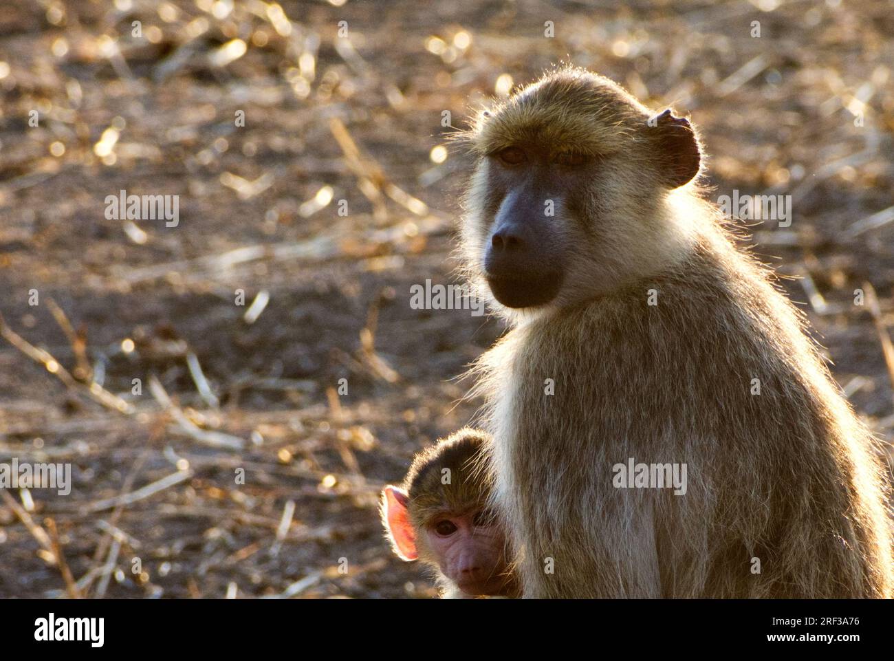 Baboon mother hi-res stock photography and images - Alamy