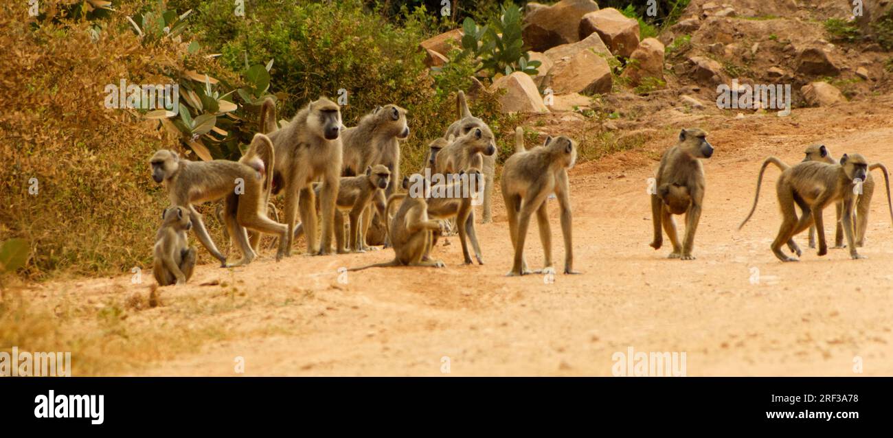 Baboon troop by the road in Tanzania Stock Photo - Alamy