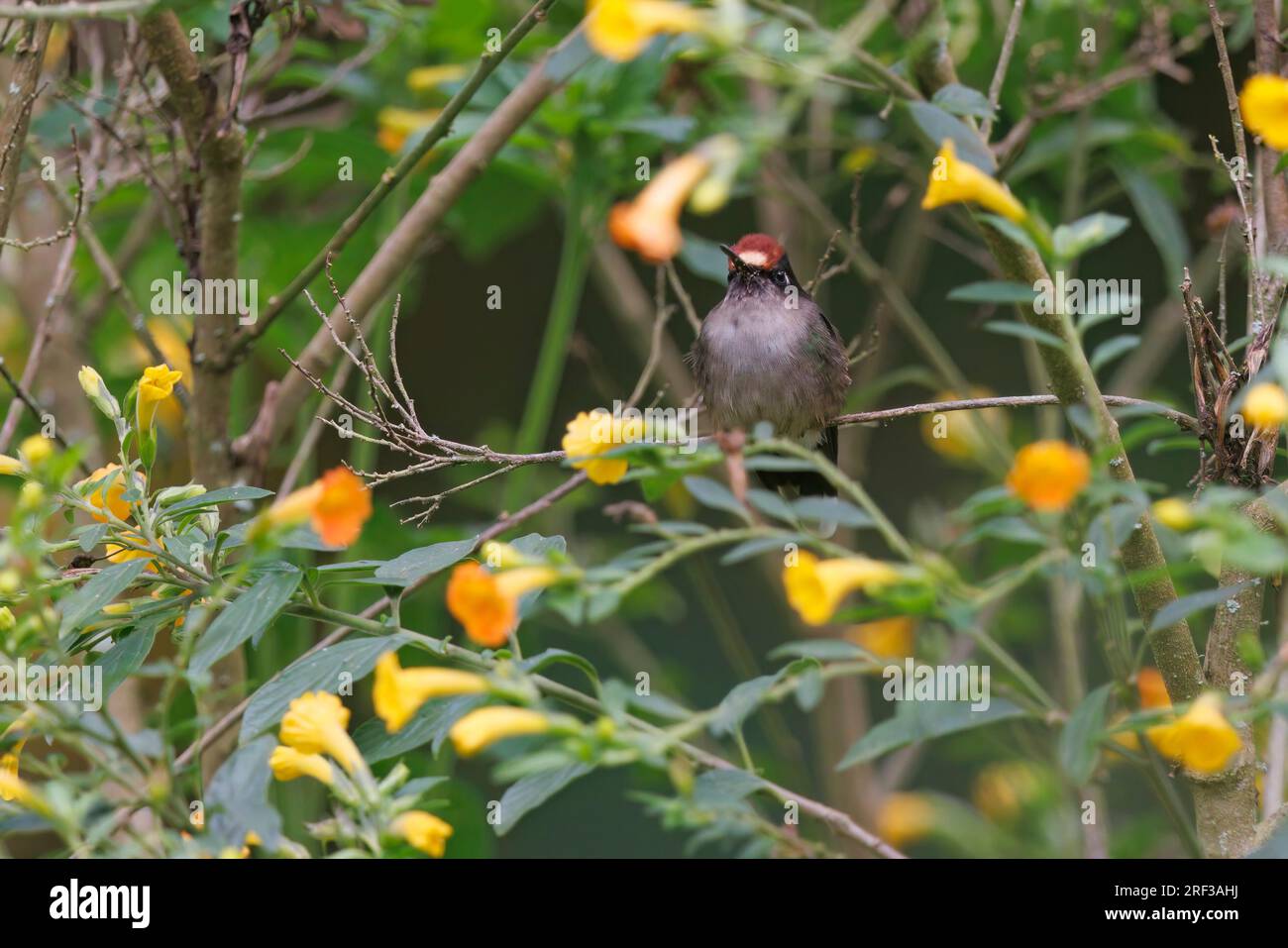 Tolima Blossomcrown, Ukuku rural lodge, Tolima, Colombia, November 2022 ...