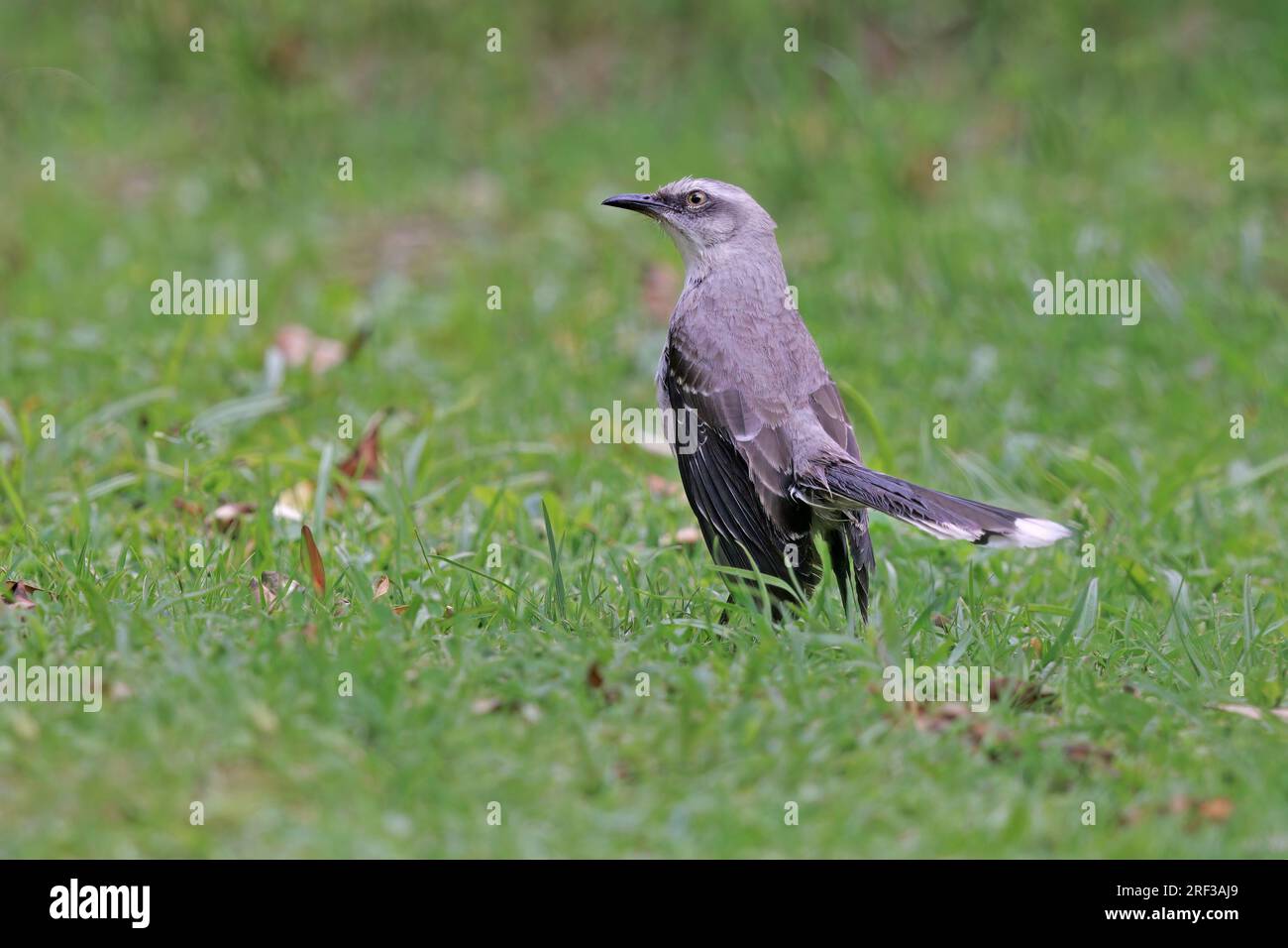 Tropical Mockingbird, Ukuku rural lodge, Colombia, November 2022 Stock ...