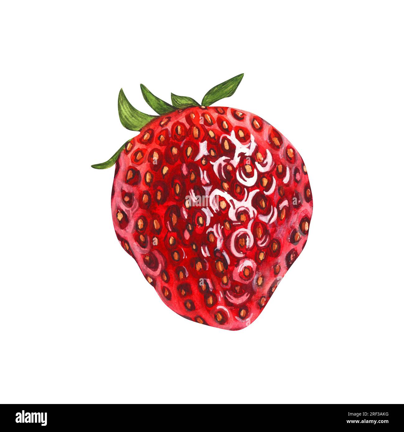 Watercolor red berry strawberry. Hand-drawn illustration isolated on ...