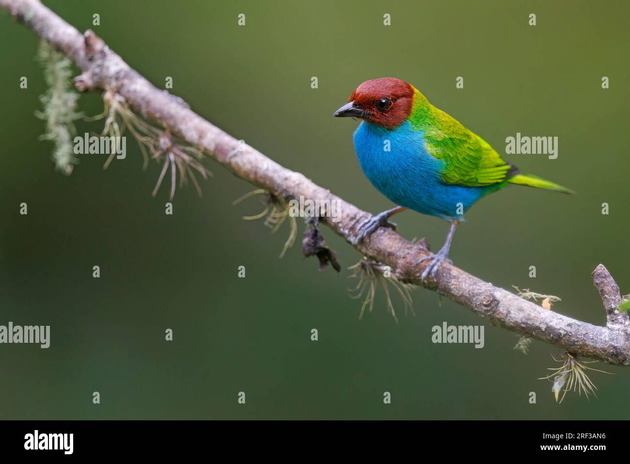 Bay-headed Tanager, Ukuku rural lodge, Colombia, November 2022 Stock ...