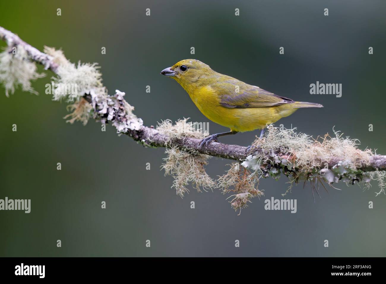 Thick-billed Euphonia, Ukuku rural lodge, Colombia, November 2022 Stock ...