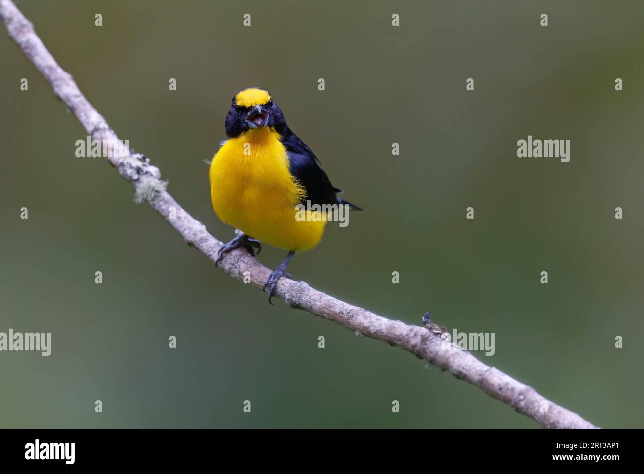 Thick-billed Euphonia, Ukuku rural lodge, Colombia, November 2022 Stock ...