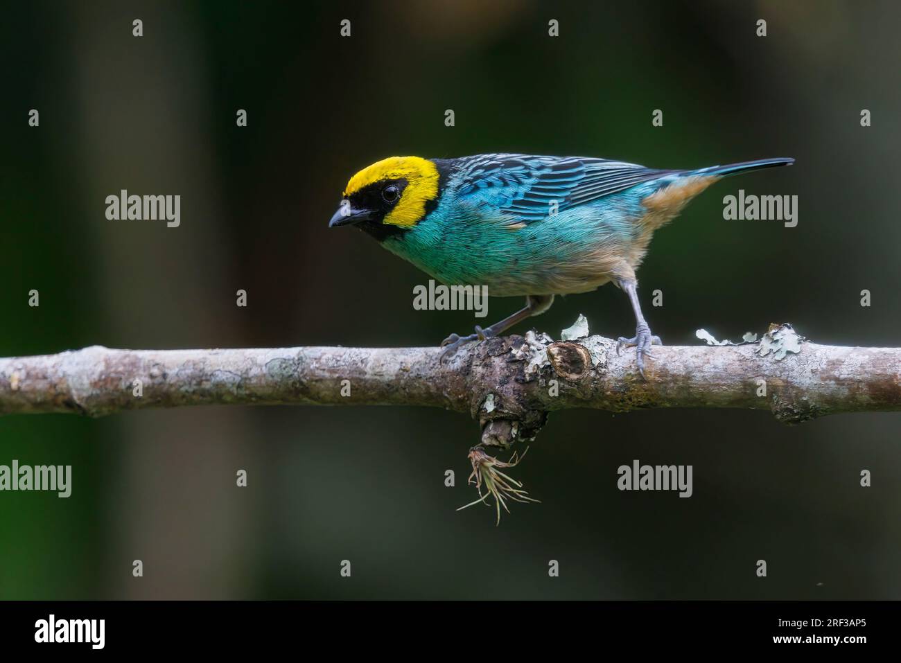 Saffron-crowned Tanager, Ukuku rural lodge, Colombia, November 2022 ...
