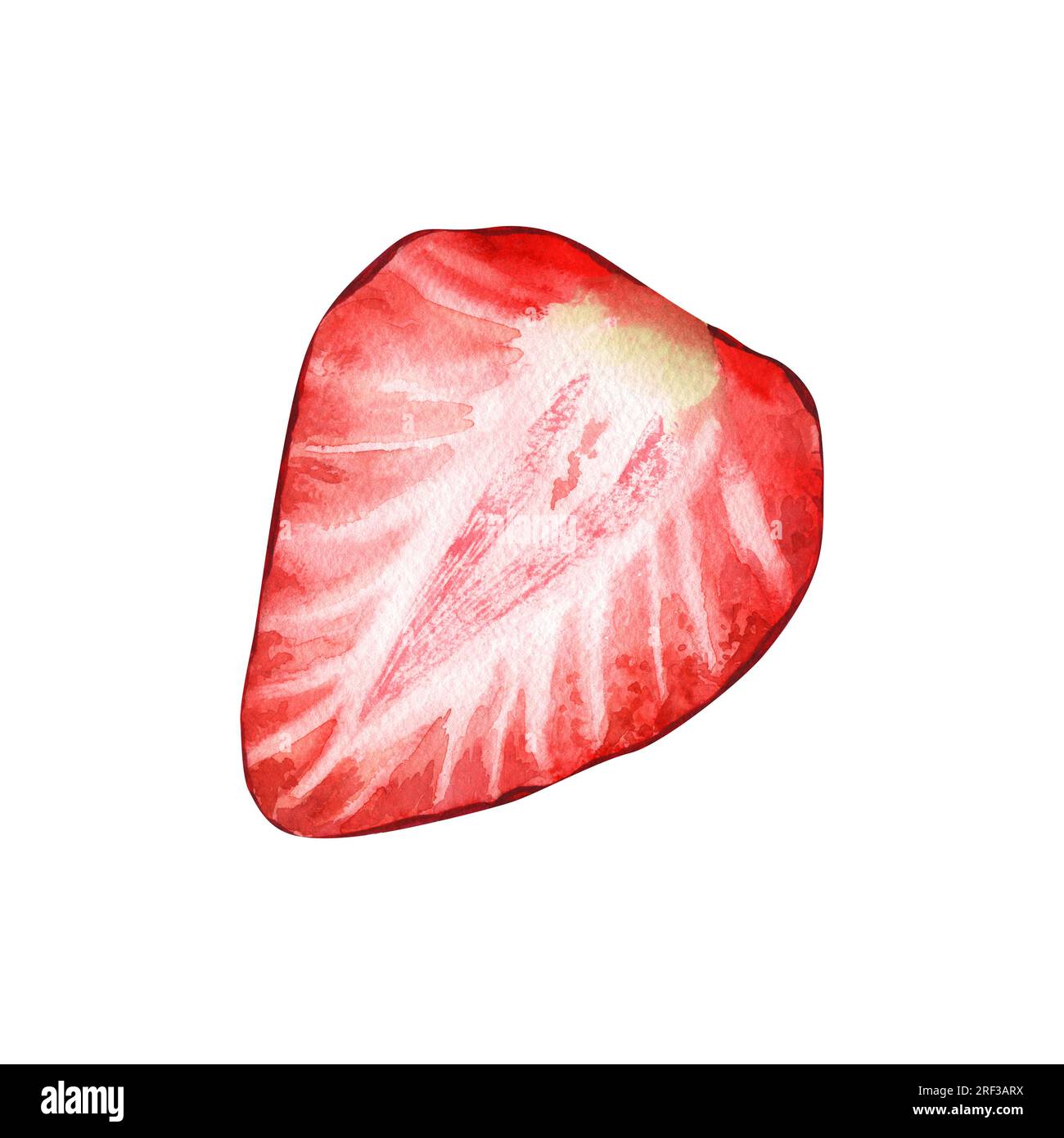 Watercolor half red berry strawberry. Hand-drawn illustration isolated ...