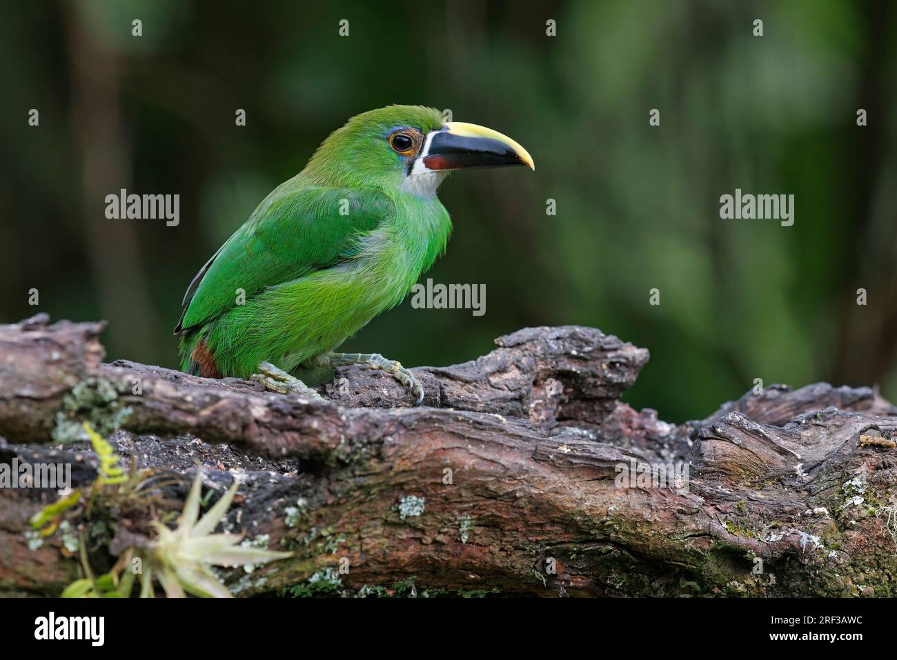 Southern Emerald-Toucanet, Ukuku rural lodge, Colombia, November 2022 ...