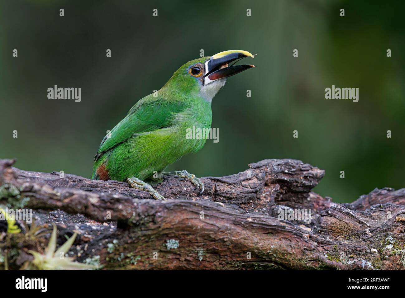 Southern Emerald-Toucanet, Ukuku rural lodge, Colombia, November 2022 ...