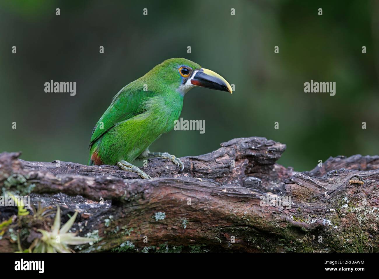 Southern Emerald-Toucanet, Ukuku rural lodge, Colombia, November 2022 ...