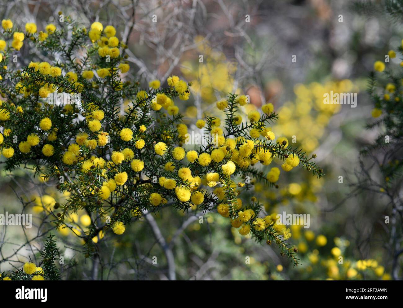 Yellow globular flowers and fine prickly leaves of the Australian ...