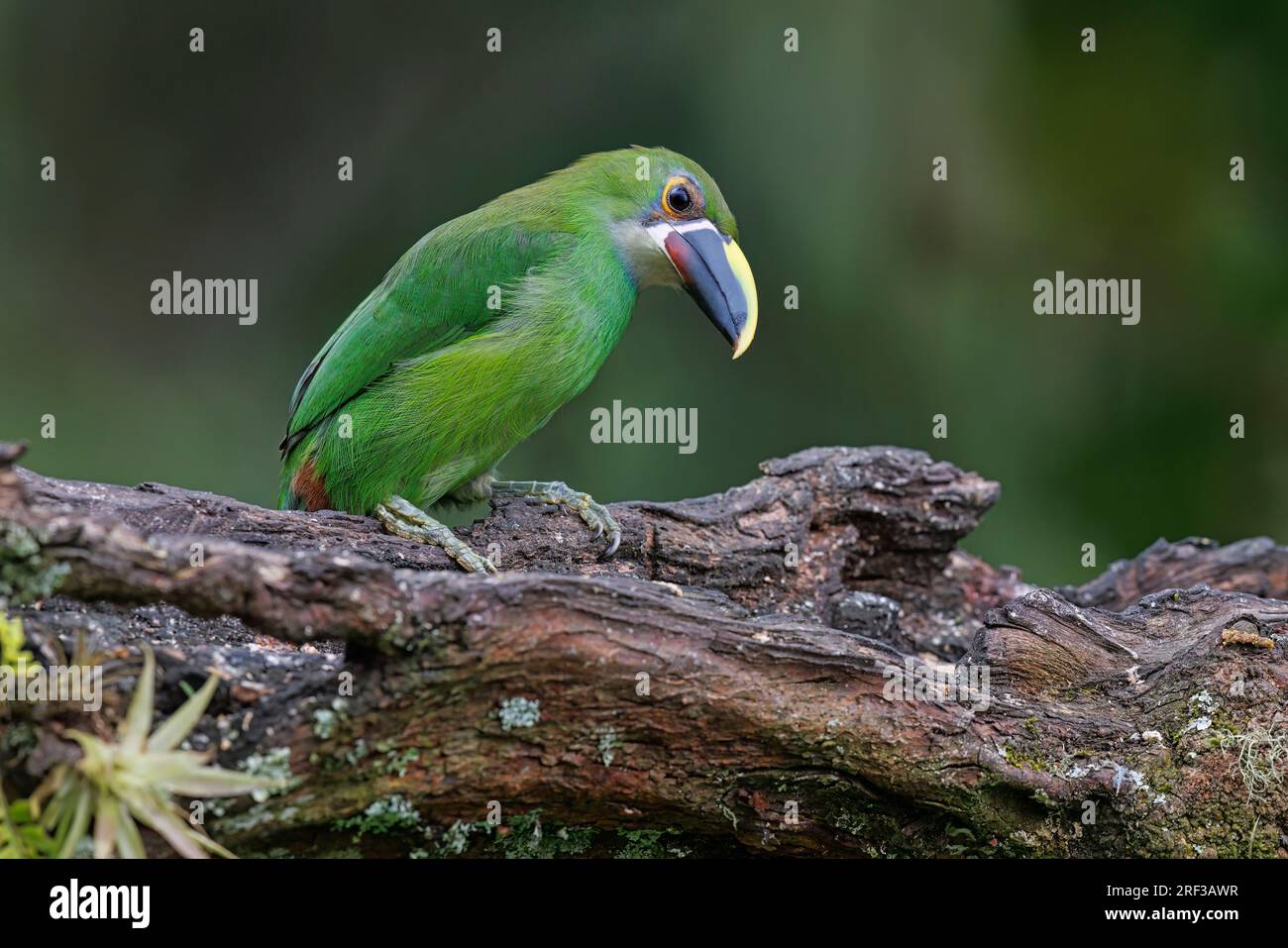 Southern Emerald-Toucanet, Ukuku rural lodge, Colombia, November 2022 ...
