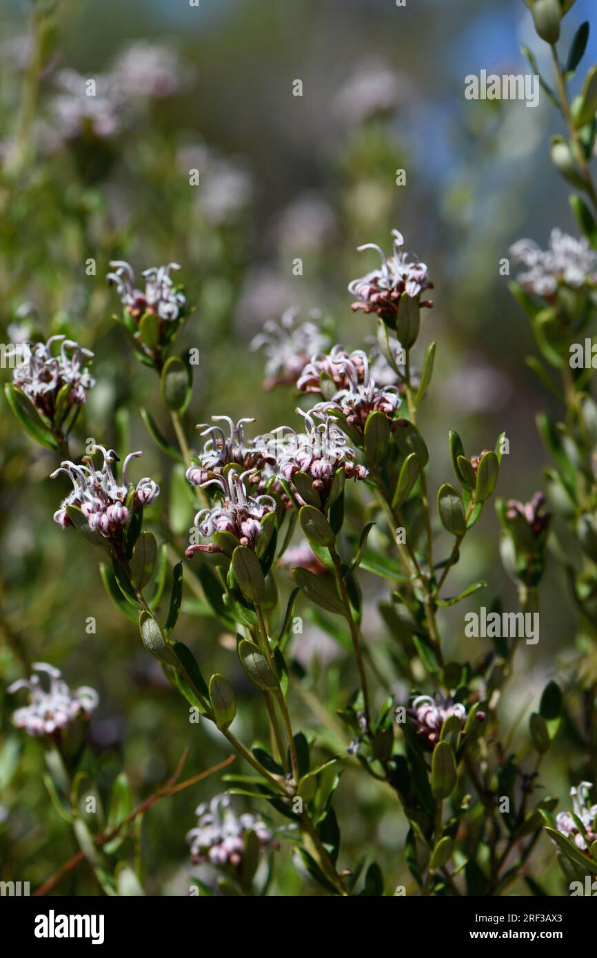 Australian native grey spider flower, Grevillea sphacelata, family ...
