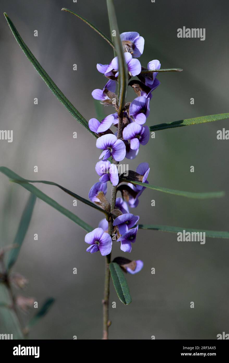 Small mauve flowers of the Australian native twining glycine, Glycine ...