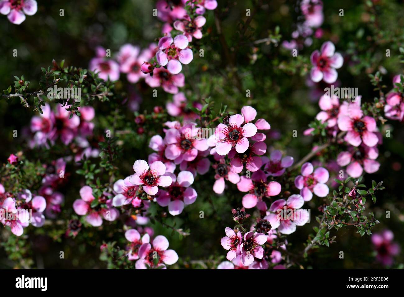 Leptospermum scoparium hi-res stock photography and images - Alamy
