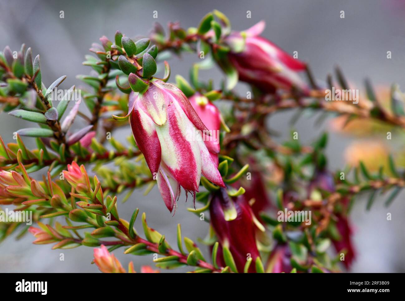 Closeup of red and white striped flower of the Australian native shrub ...
