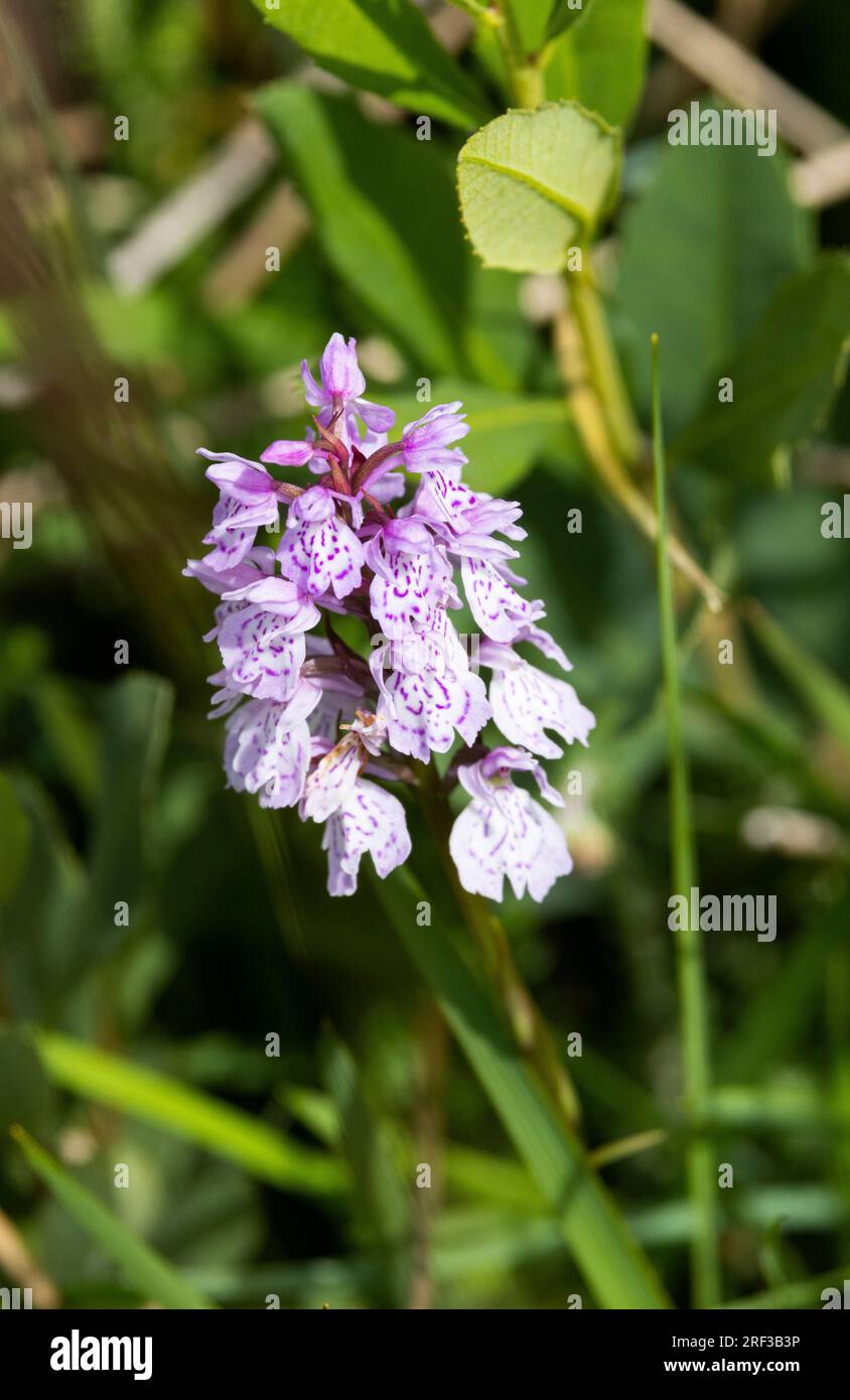 The Early Marsh Orchid is a flower of heahs, marshy wetlands and upland ...