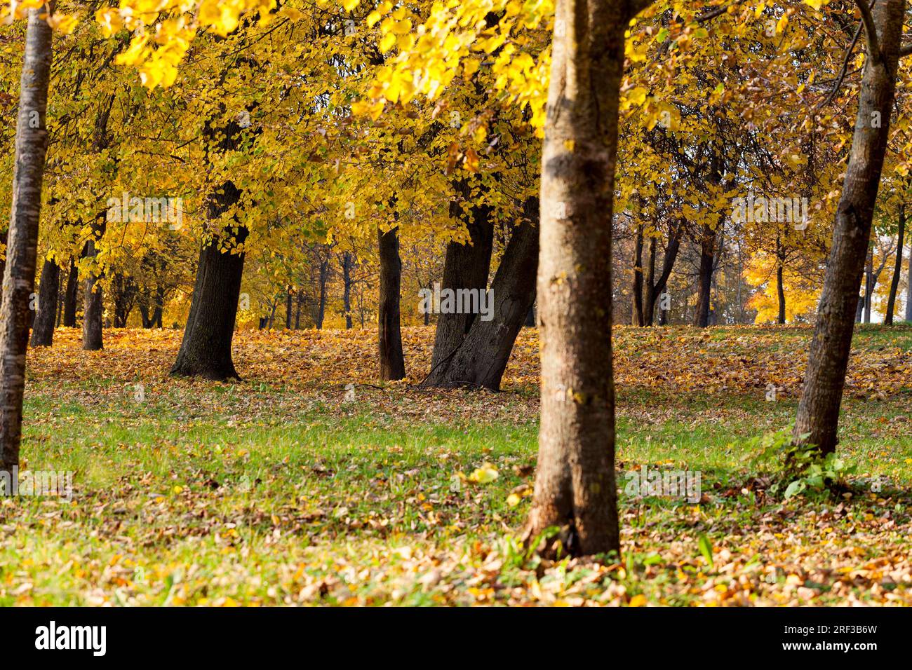 deciduous trees in the autumn season during leaf fall, the foliage ...