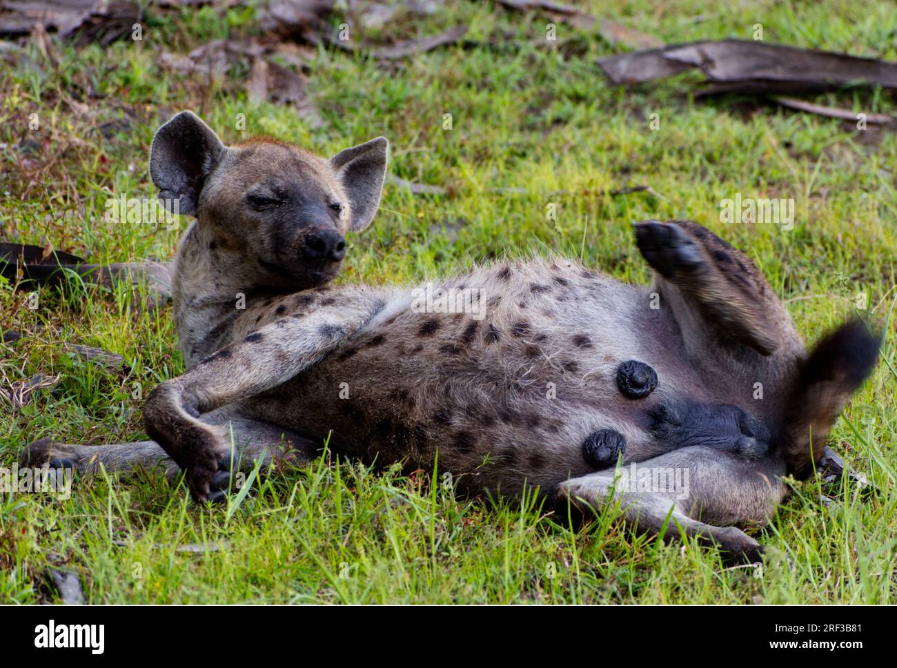 Female adult hyena relaxing on its back, on a drizzly day in Nyerere ...