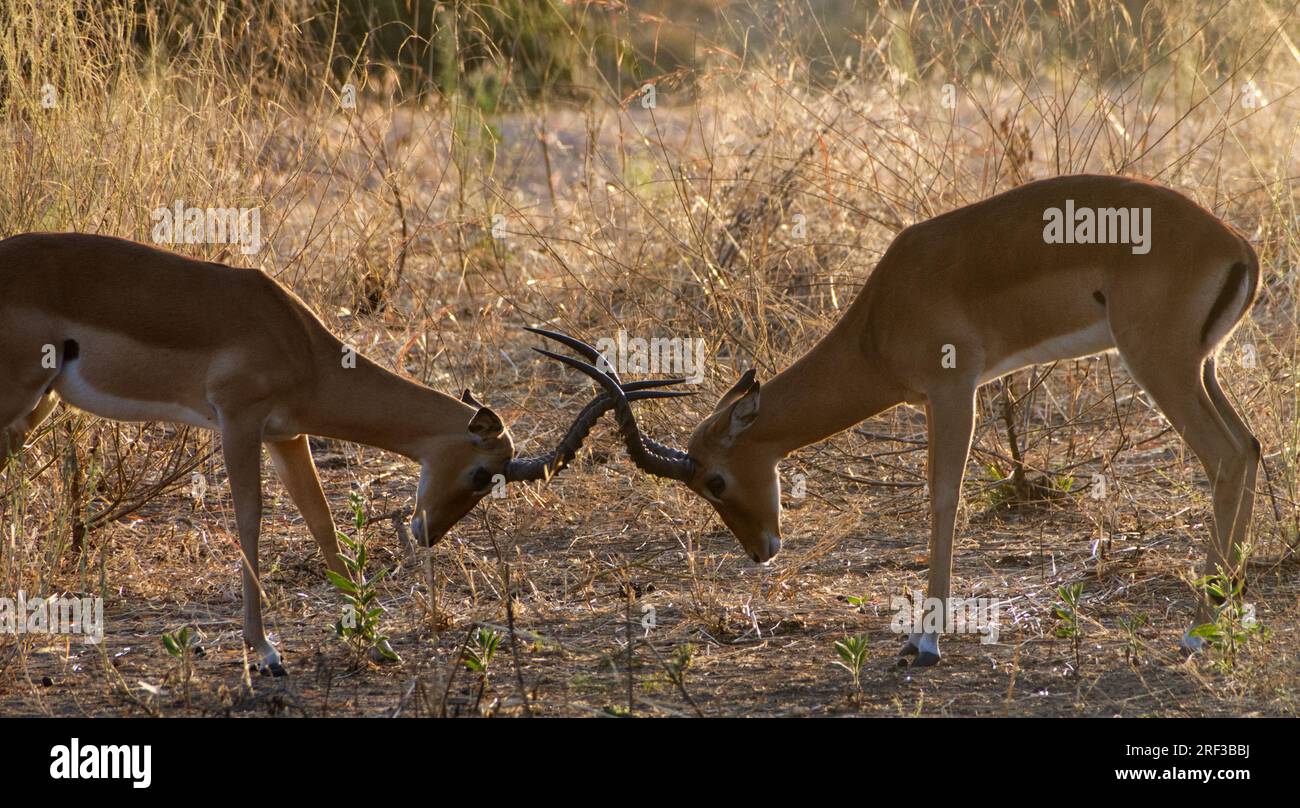 Two male impala hi-res stock photography and images - Alamy