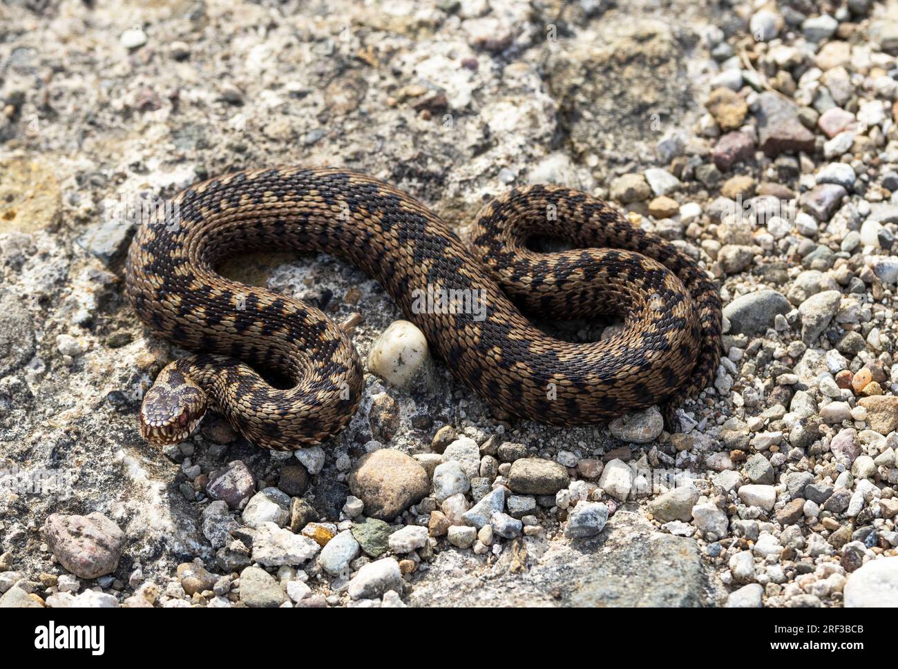 The European Adder, or Viper, is the only poisonous snake in the ...